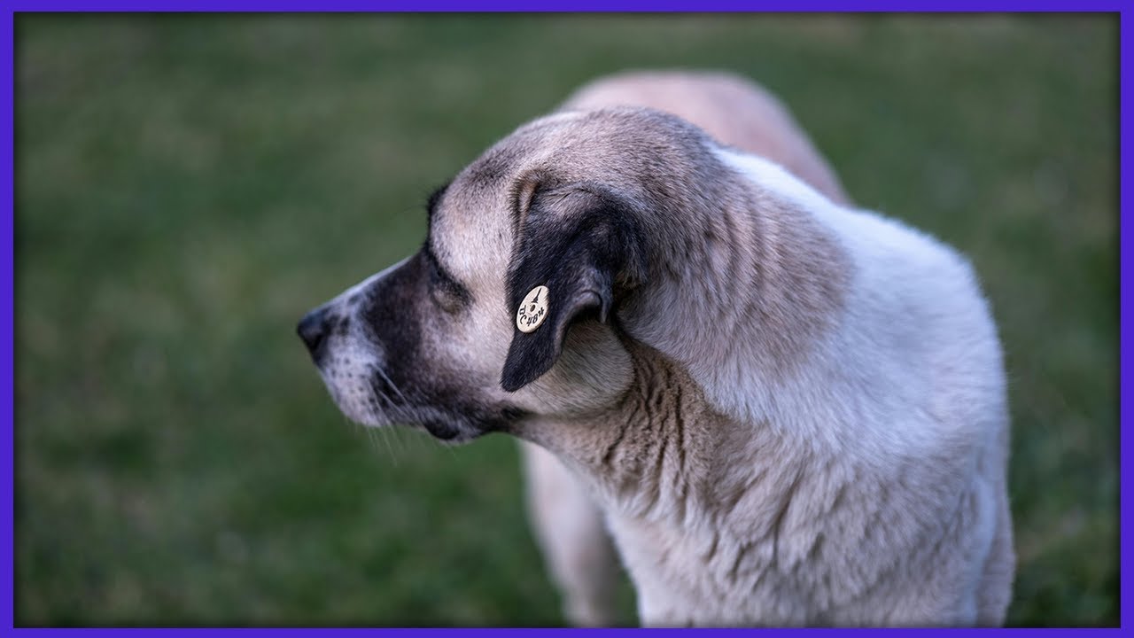 Pune un măr tăiat pe jumătate în interiorul puiului, înainte de-al băga ...